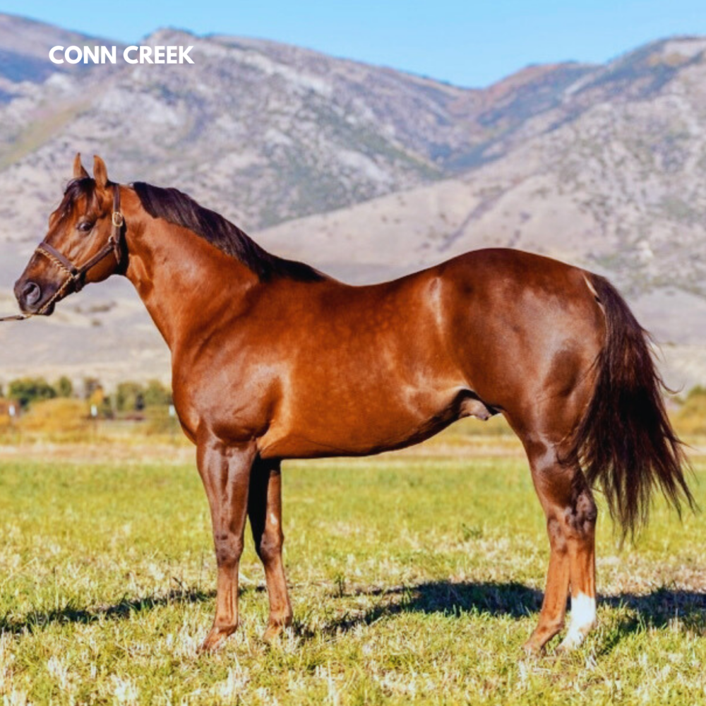 Stallions – South Valley Equine