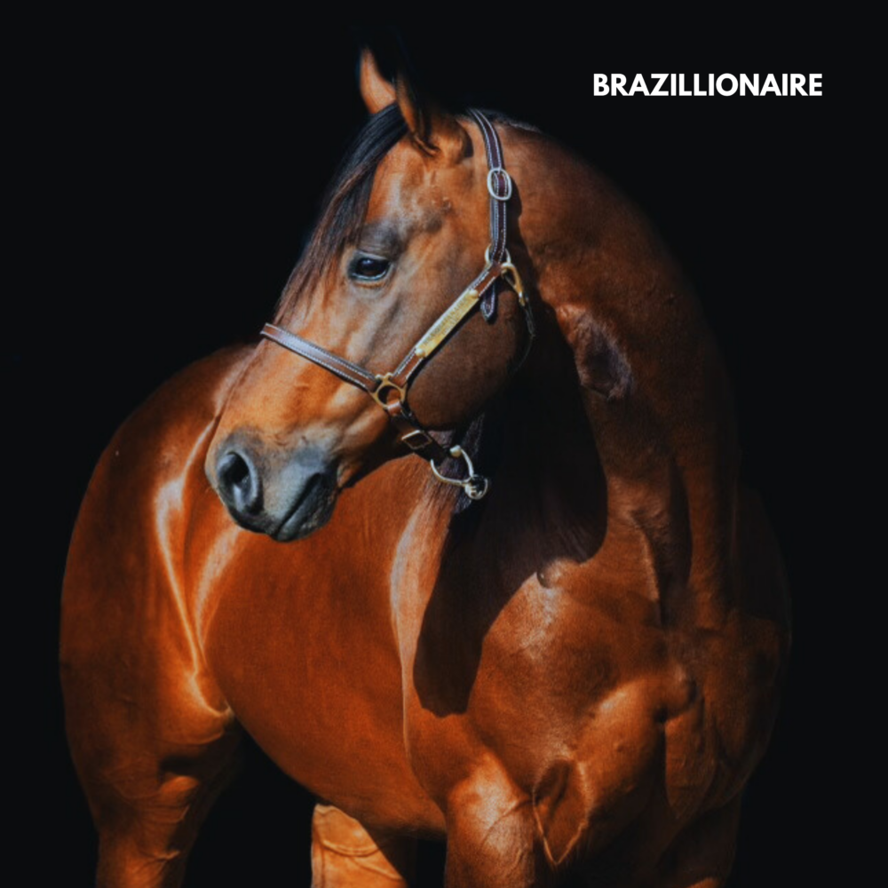 Stallions – South Valley Equine