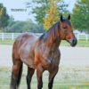 Stallions – South Valley Equine
