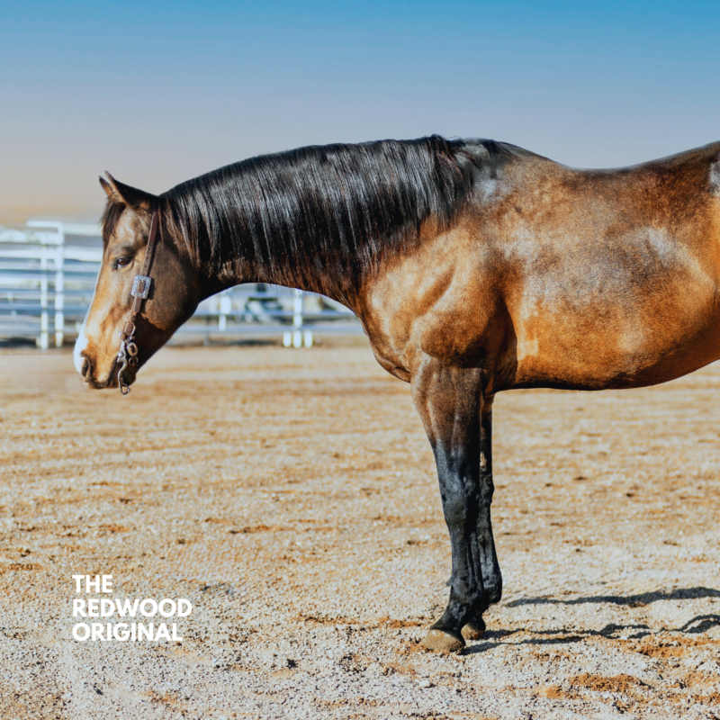 Stallions – South Valley Equine