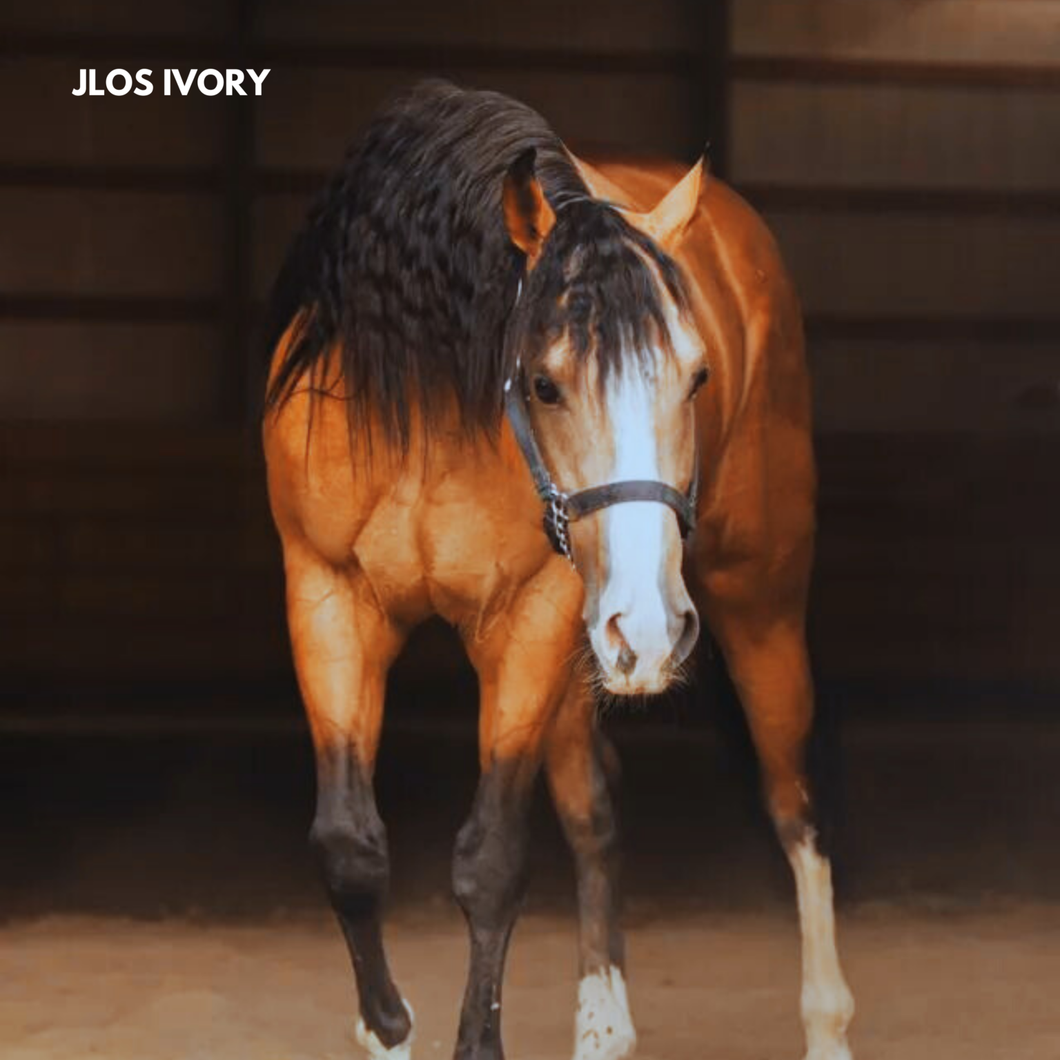 Stallions – South Valley Equine